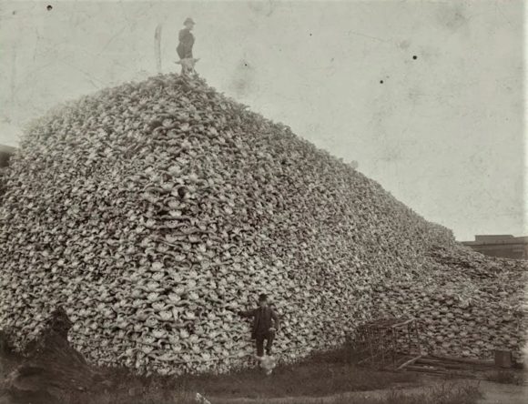 The Real Cost of Leather: Chamars, Cow, and Colonialism